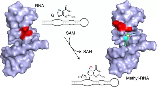 Nature Catalysis | 新研究发现首个SAM依赖的甲基转移酶核酶 - 知乎
