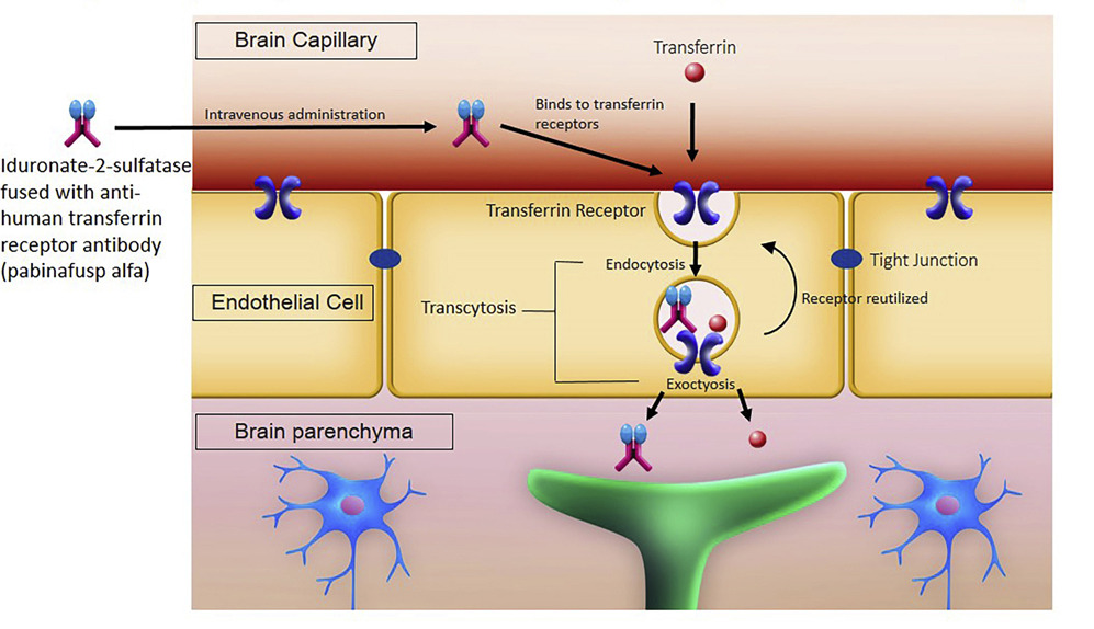 一文揭秘！肿瘤和脑部疾病治疗新靶点--TFR1 - 知乎