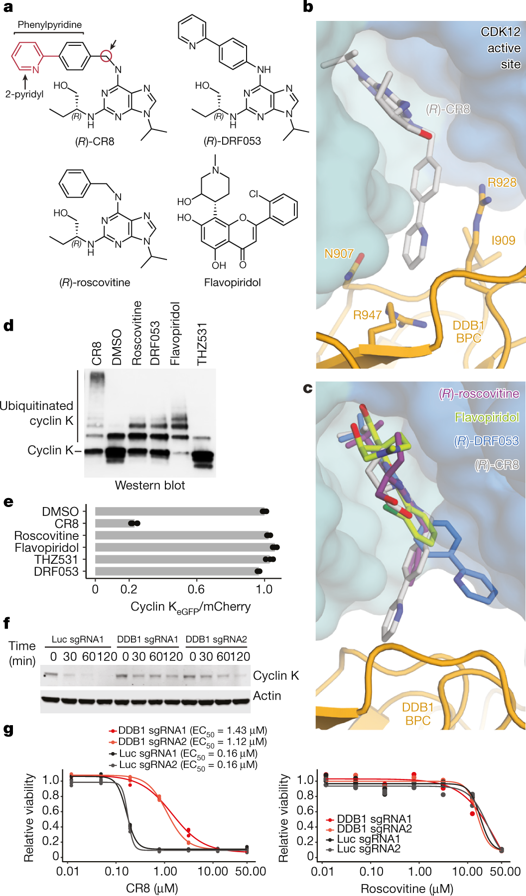智慧芽Synapse | 分子胶：“另辟蹊径，崛地而起” - 知乎