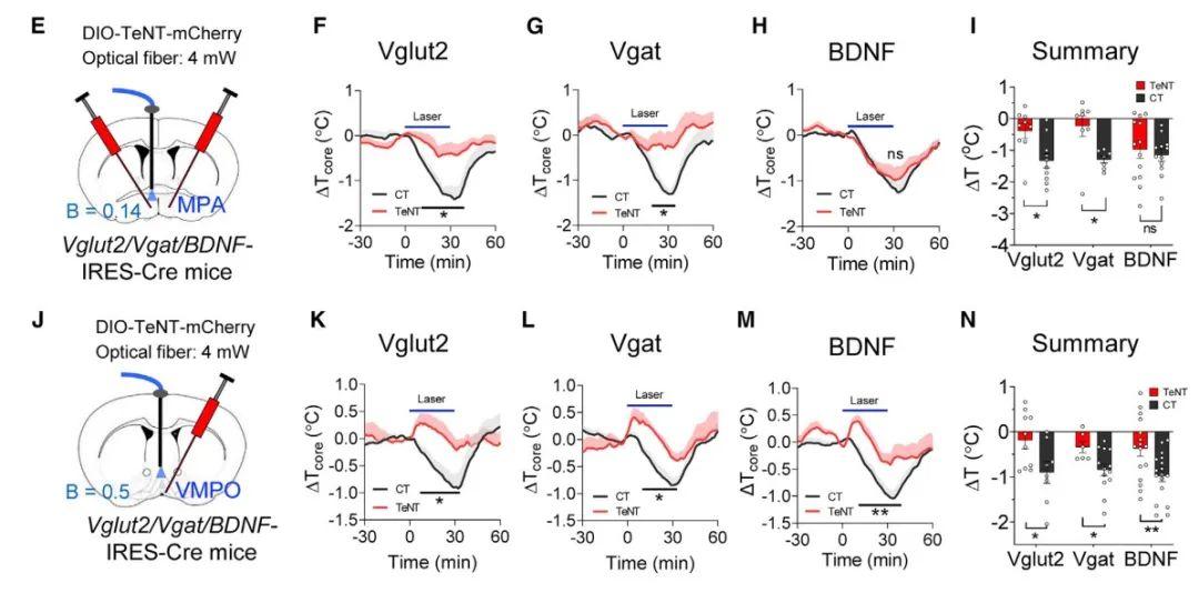 小布解读 | Neuron下丘脑热敏感神经元的温度感受器TRPC4——机体温度调节的重要靶点 - 知乎