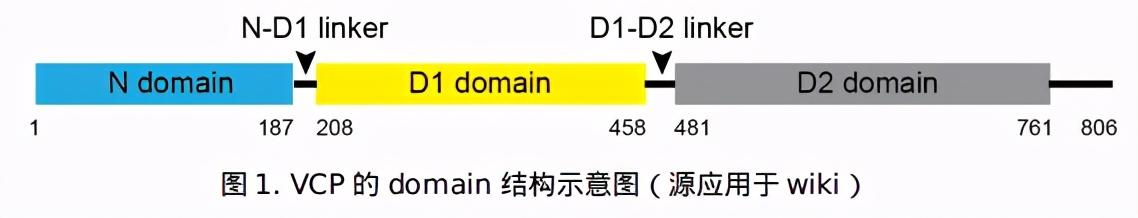 细胞自噬之VCP蛋白 - 知乎