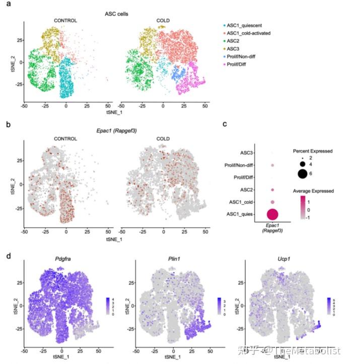 代谢学人--NCB: “热辣滚烫”的秘密：唤醒脂肪EPAC1 - 知乎