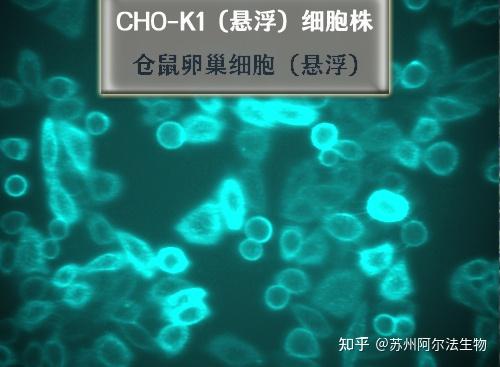 CHO-S细胞、CHO-K细胞和CHO-DG44细胞的区别是什么？ - 知乎