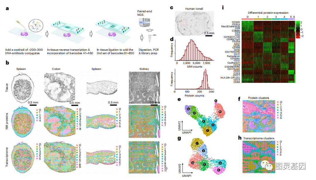 Nat Biotech | CITE-seq技术实现细胞级抗原表位与转录组共定位 - 知乎
