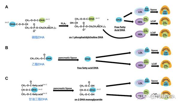 为什么我们都需要DHA？ - 知乎
