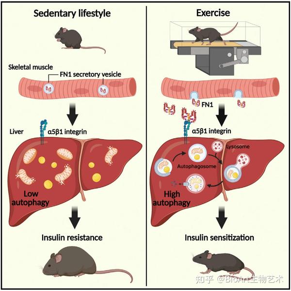 Cell Metab | 为什么运动更健康 - 知乎