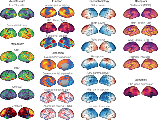 Nat Methods最新发布：多模态、多尺度脑科学数据综合分析的利器——neuromaps - 知乎