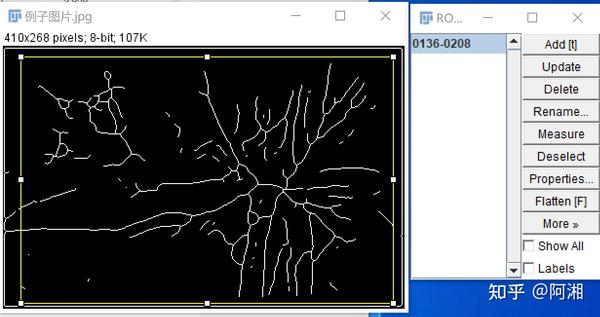 ImageJ分析细胞形态 - 知乎