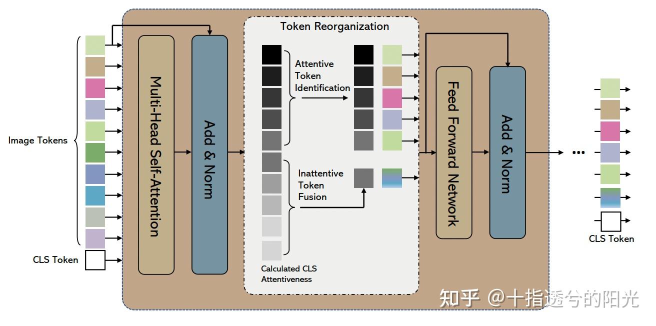【简读】EViT: Expediting Vision Transformers Via Token Reorganizations - 知乎