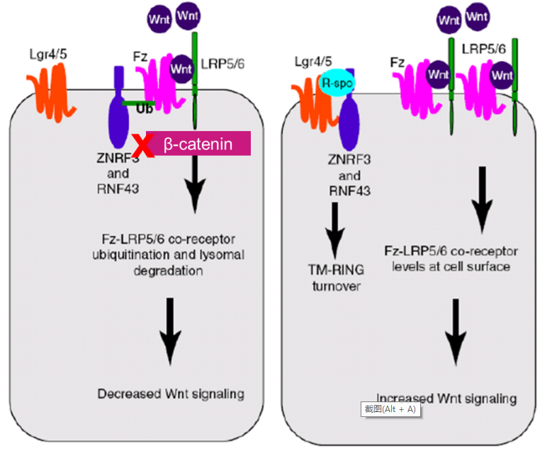 肿瘤类器官简述 - 知乎