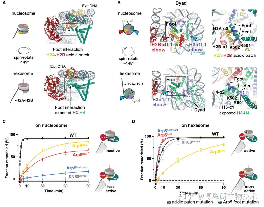 Science背靠背｜染色质重塑复合物INO80滑动六聚体核小体（hexasome）的结构基础 - 知乎