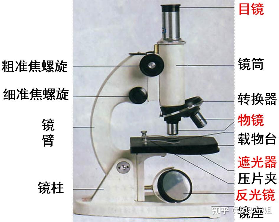 高中生物学必修一：显微镜的结构和使用 - 知乎