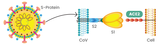 新型冠状病毒感染的关键靶点--受体ACE2 - 知乎