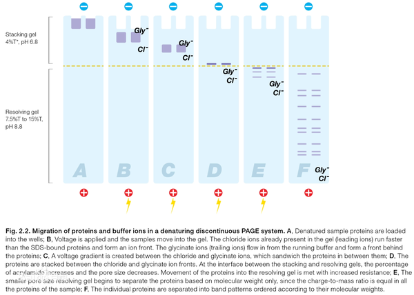 生物实验技巧-SDS-PAGE凝胶电泳的原理知识 - 知乎