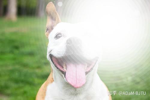 Albumentation文档 - 知乎