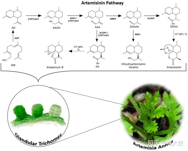 中药现代化策略浅析——以青蒿素的生物合成为例（下） - 知乎