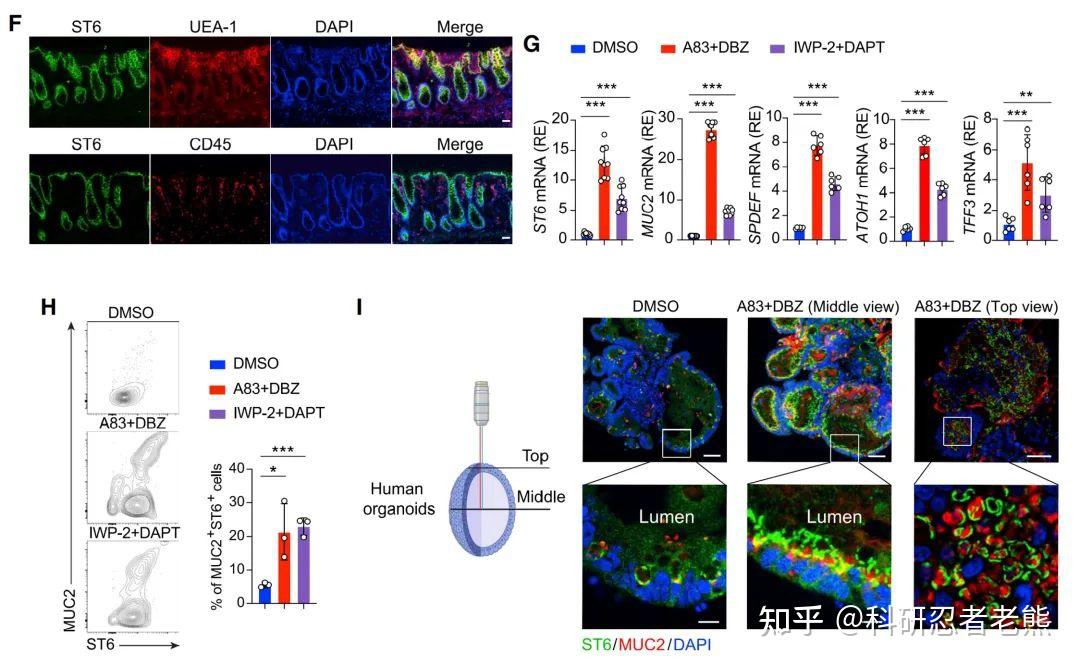Cell封面文章 | 肠粘膜唾液酸化调控肠道宿主-菌群生理稳态 - 知乎