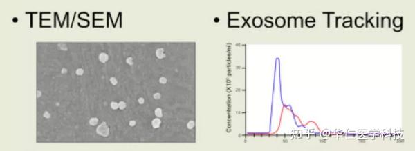 外泌体的传奇崛起之路（基础篇） - 知乎