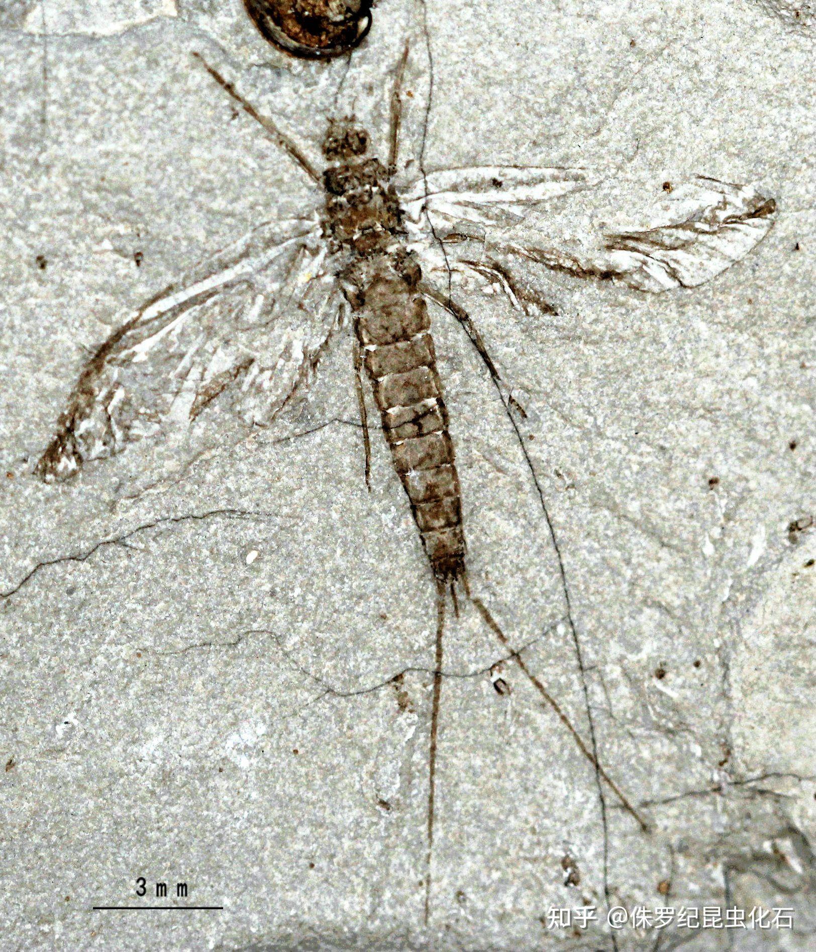 昆虫化石科普知识之蜉蝣目（一） - 知乎