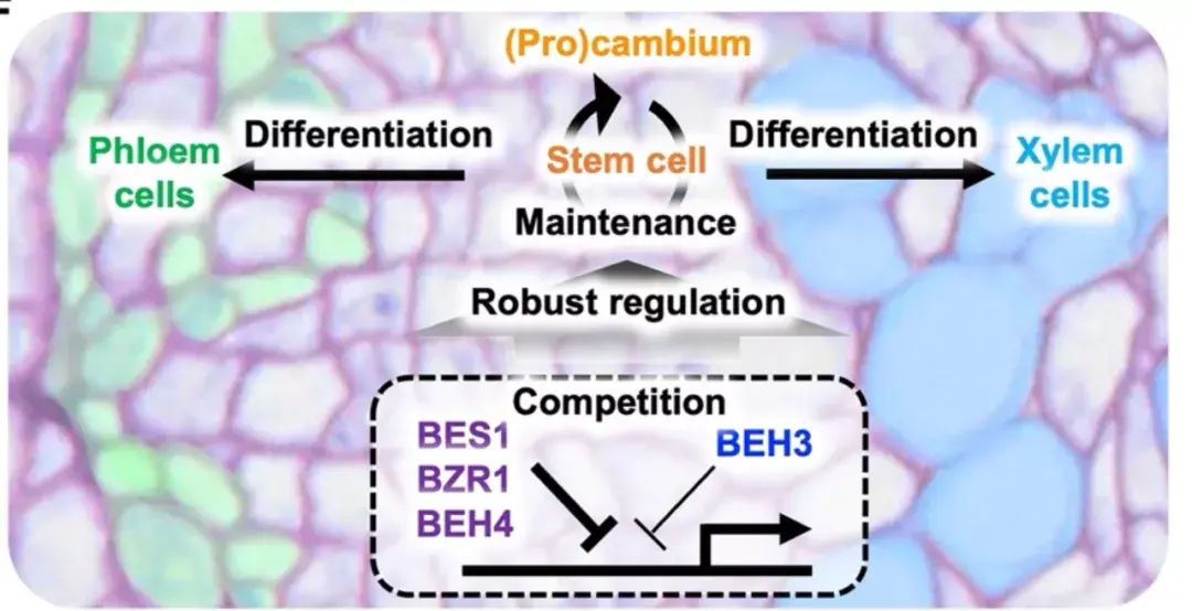 Plant Cell | 一个新的维管发育相关转录因子BEH3，在维管干细胞活性稳态维持中发挥作用 - 知乎