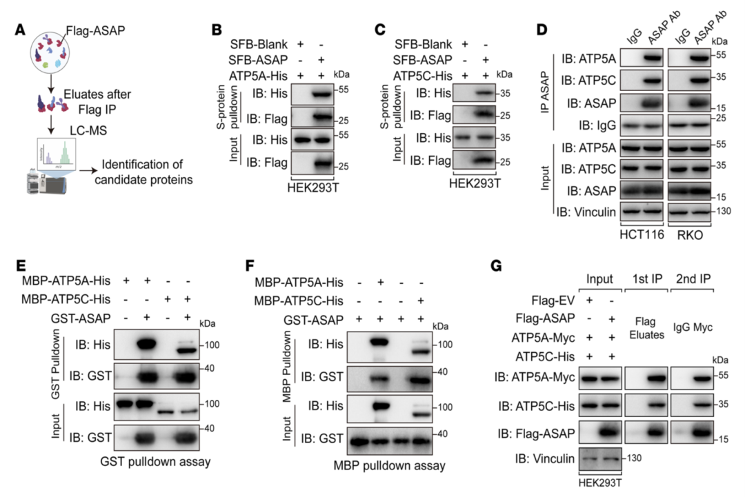LINC00467编码的微肽ASAP通过直接调节ATP合成酶活性促进结直肠癌发展 - 知乎