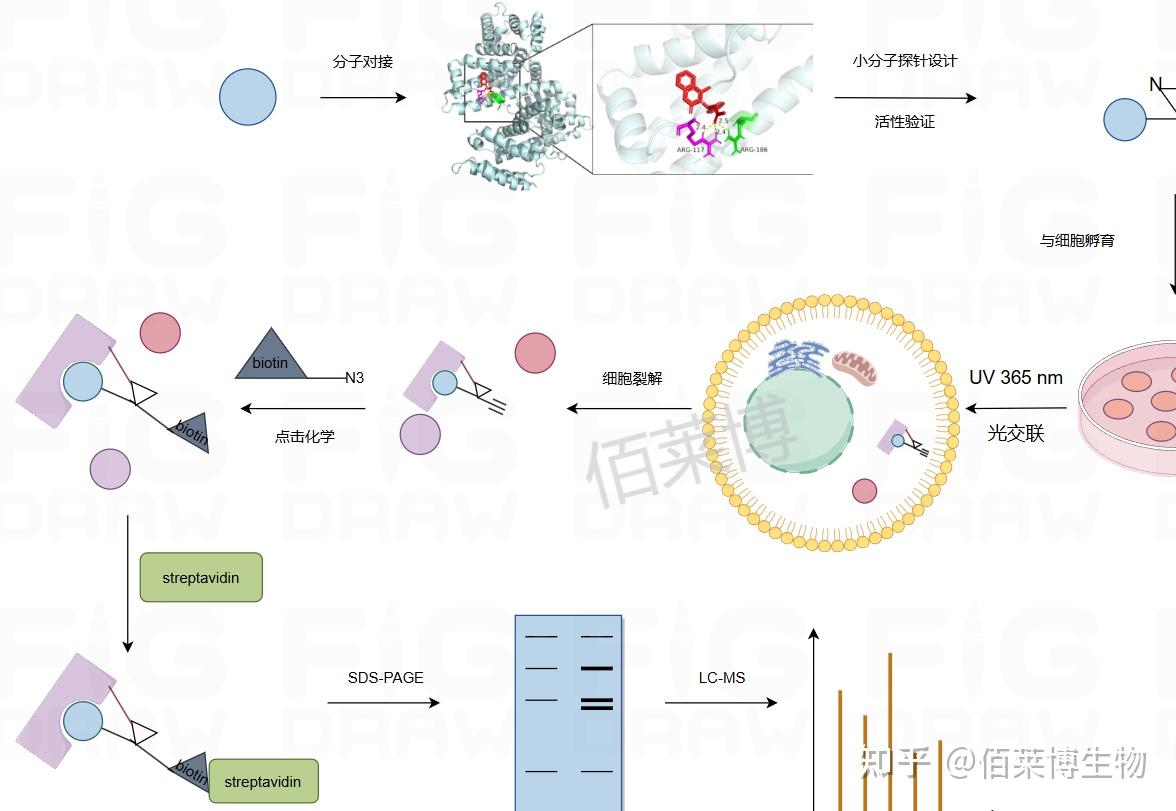 ABPP 化学蛋白质组学经典文献解读：二甲双胍靶点筛选及验证 - 知乎