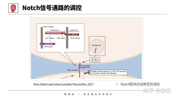 1条就是1篇SCI！带你研究12条信号通路，NF-κB、MAPK、AKT、PI3K…… - 知乎