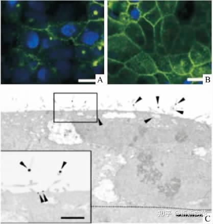 一文读懂原子力显微镜（AFM)在生物中的应用及常见测试问答 - 知乎