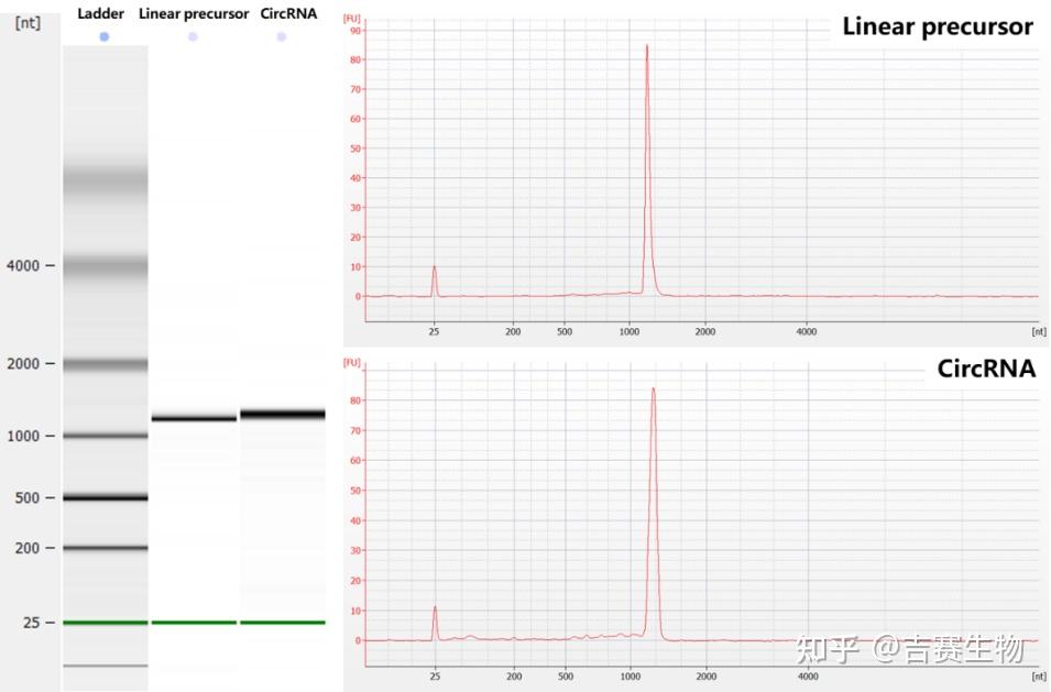 吉赛生物环状RNA体外制备优化升级，加速基础科研及临床开发！ - 知乎