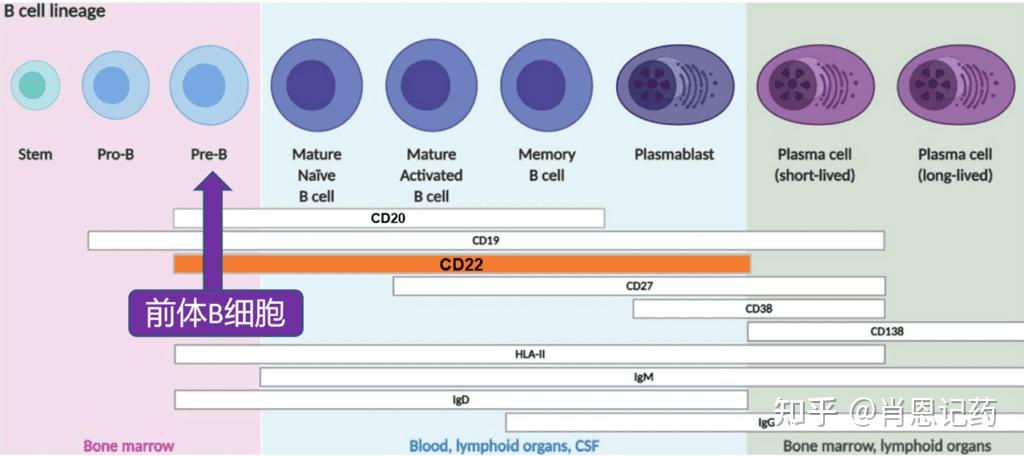 记住所有FDA生物药 | 靶向CD22 ADC | 贝博萨®奥加伊妥珠单抗、moxetumomab pasudotox - 知乎