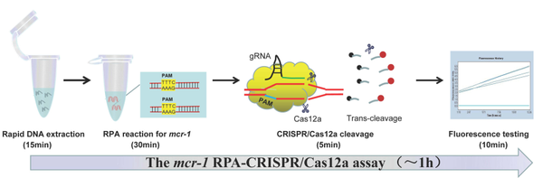 影响因子9.043丨分享一种基于RPA-CRISPR/Cas12a的mcr-1检测方法 - 知乎