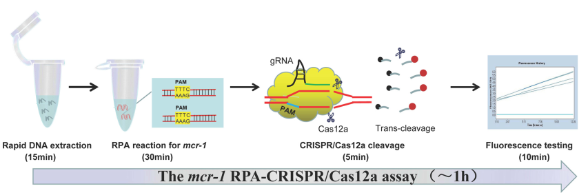 影响因子9.043丨分享一种基于RPA-CRISPR/Cas12a的mcr-1检测方法 - 知乎