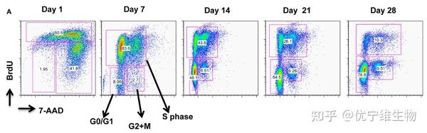 【罗工宝典第18式】BrdU的检测攻略 - 知乎