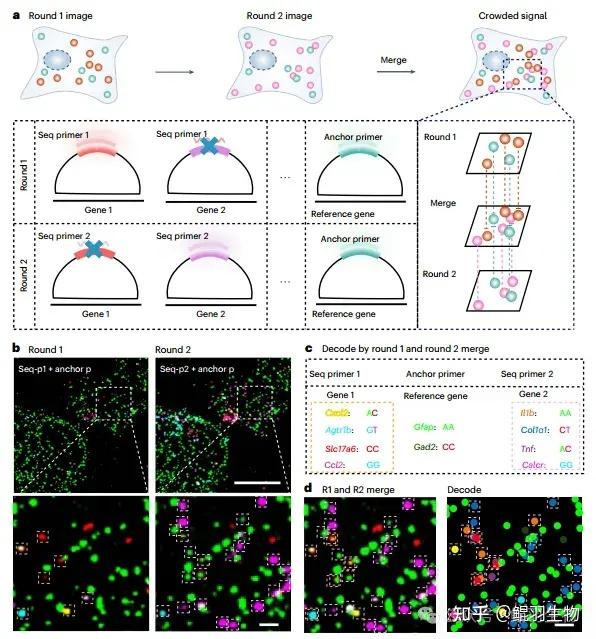 基于双端原位测序的亚细胞分辨率新型空间多组学技术-MiP-seq - 知乎