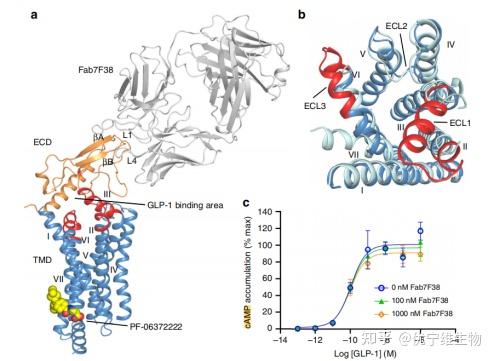 GLP-1全通路研究，看这一篇就够了 - 知乎