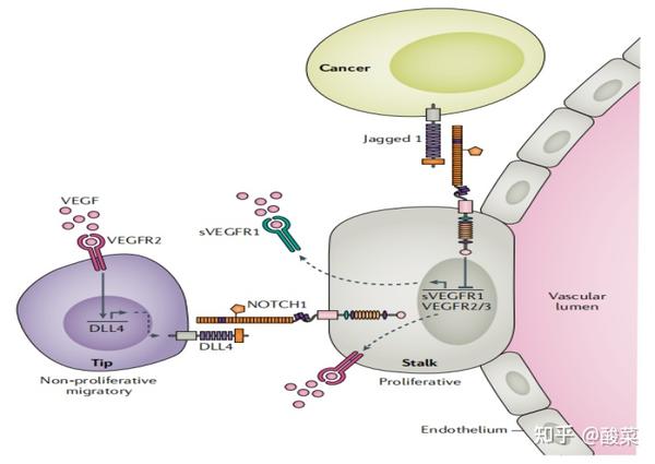 华中科技大学课题组在38分的STTT发表超重磅综述，带你详解这一经典热门通路！ - 知乎
