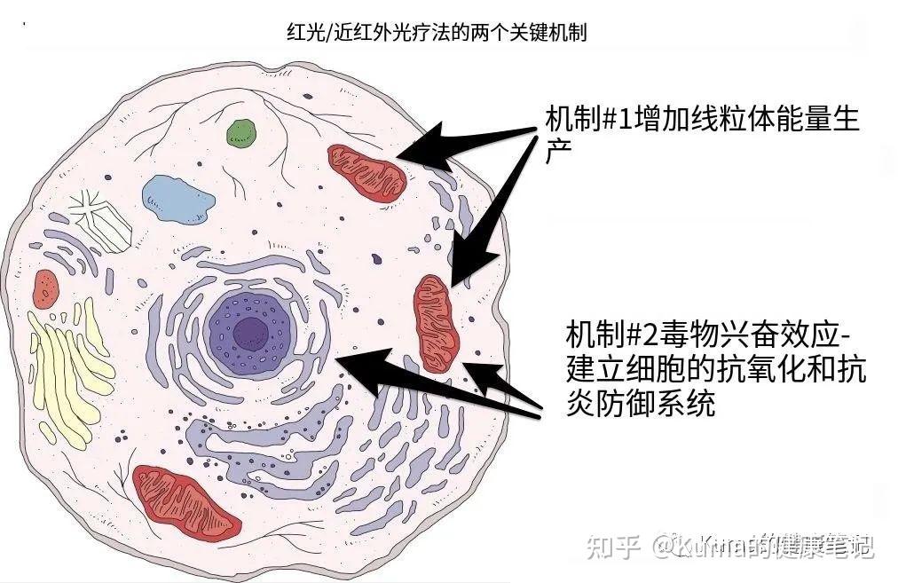 红光疗法5|红光/近红外光疗法的两个关键好处机制——机制#1 - 知乎