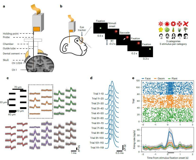 Neuroscroll探针：开启非人灵长类动物brain-wide神经记录的新纪元 - 知乎