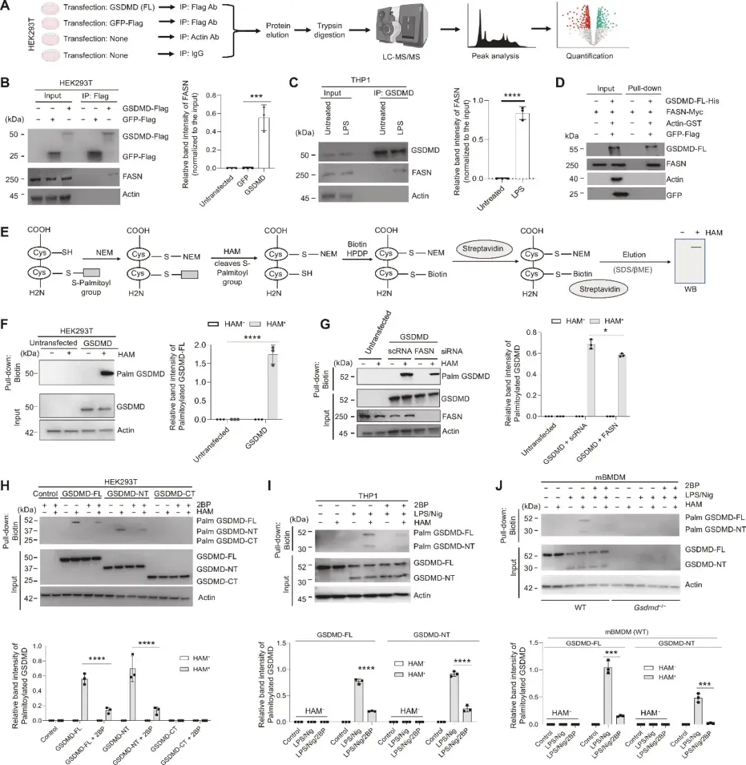 Sci Immunol + Nat Cell Biol二连发 | 棕榈酰化调控细胞焦亡新机制 - 知乎