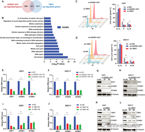 13+ sci 多组学联合分析+大量实验验证，生信提供方向，实验提供验证，可作为国自然申请的模板 PMID: 37540752 - 知乎