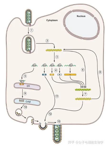 水疱性口炎病毒（VSV）包装原理及应用 - 知乎