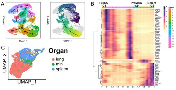 单细胞技术｜免疫组库分析：单细胞BCR测序与单细胞转录组测序，揭示流感病毒感染后B细胞的时空变化 - 知乎