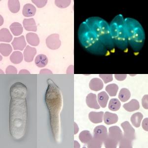 【原生生物界全系列-59】原生生物界—顶复门（上） - 知乎