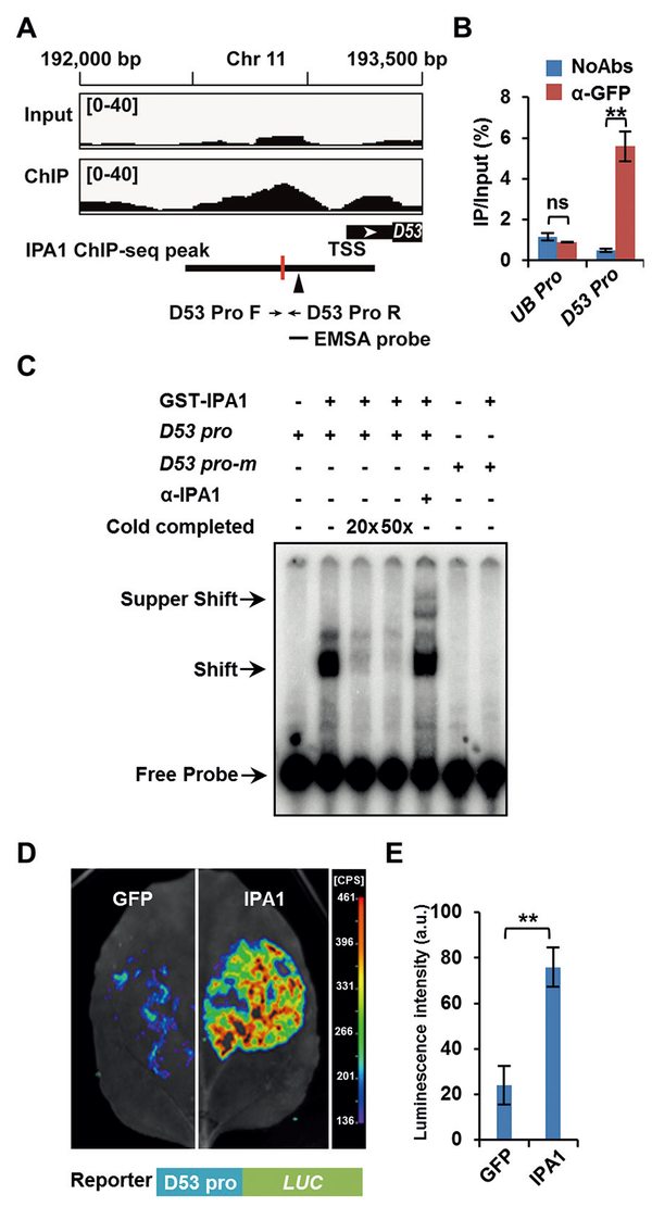 转录因子IPA1，次次都能发顶刊是怎么做到的？ - 知乎