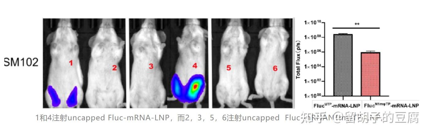 武汉滨会生物开发无帽子无修饰线性mRNA技术平台。 - 知乎