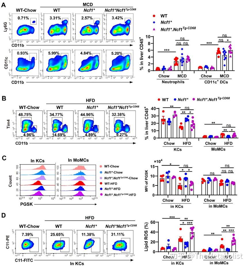 代谢学人——Cell Metabolism：巨噬细胞NCF1“铁锁”肝细胞 - 知乎