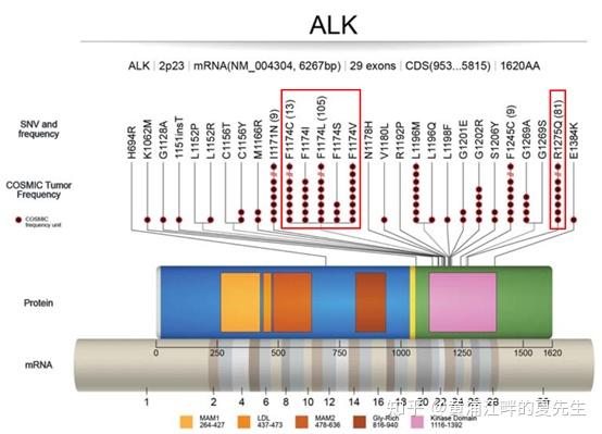 ALK基因的突变与靶向治疗 - 知乎