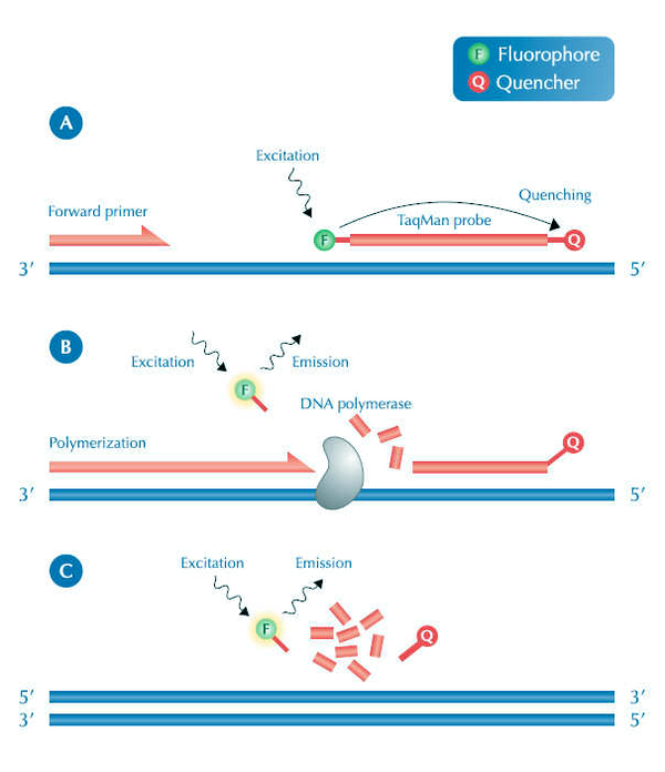 PCR、qPCR、RT-PCR、Real-time PCR傻傻分不清楚？ - 知乎