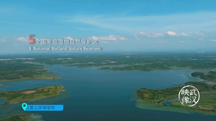 把湿地写在武汉的名字里！ - 知乎