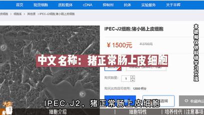 IPEC-J2细胞培养，猪正常肠上皮细胞培养攻略 - 丰晖生物 - 知乎